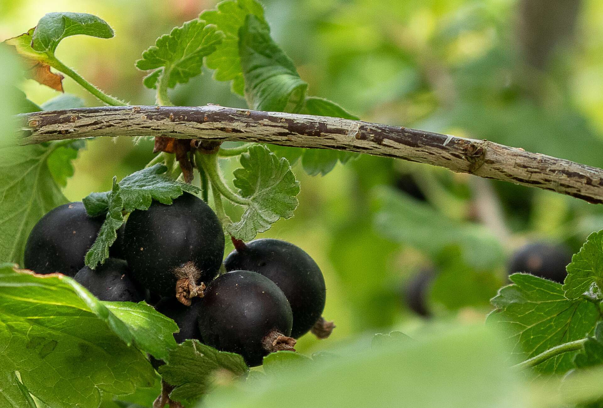 10 Must-Know Hybrid Fruits